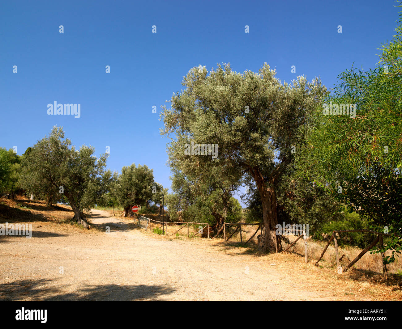 Olive Trees at Halaesa Sicily Italy and Entrance to Ruins Stock Photo ...
