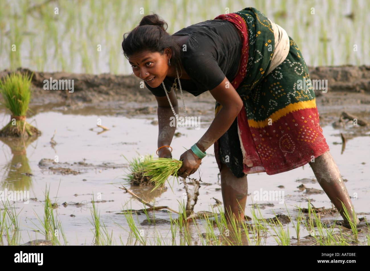 Young nepalese rice planter Chitwan Stock Photo - Alamy