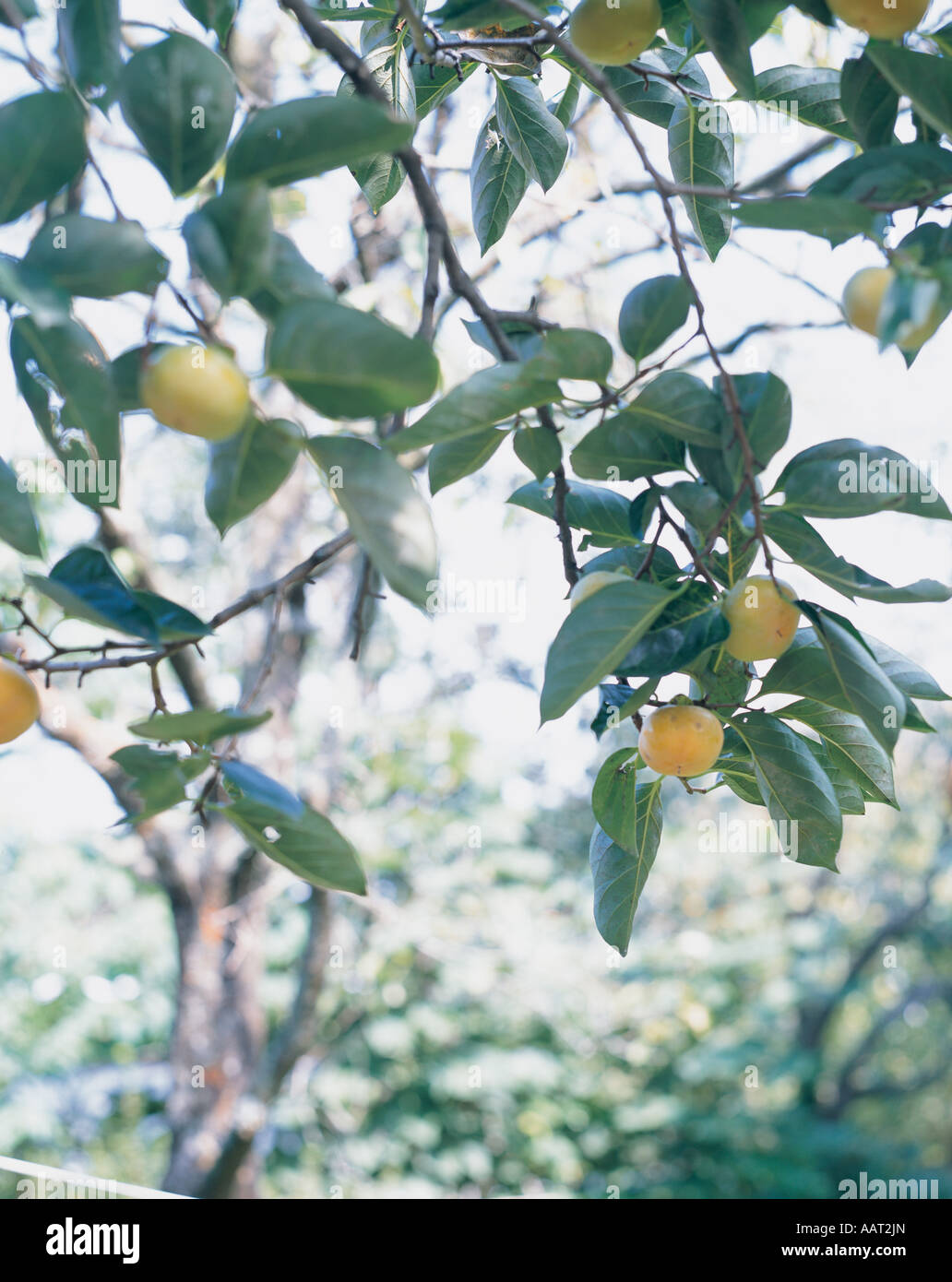 Persimmon tree field hi-res stock photography and images - Alamy