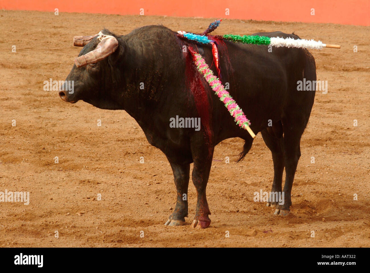 A tired bull, bleeding and stuck with colorful bandeirilhas, eyes the ...