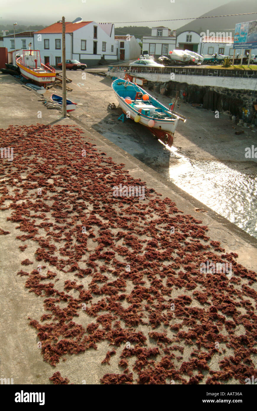 Red seaweed drying on a commercial pier to be made into fertilizer on ...