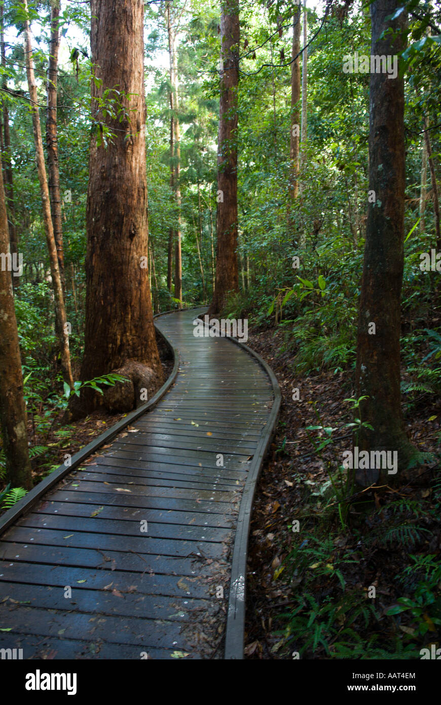 Forest walkway Queensland Australia Stock Photo - Alamy