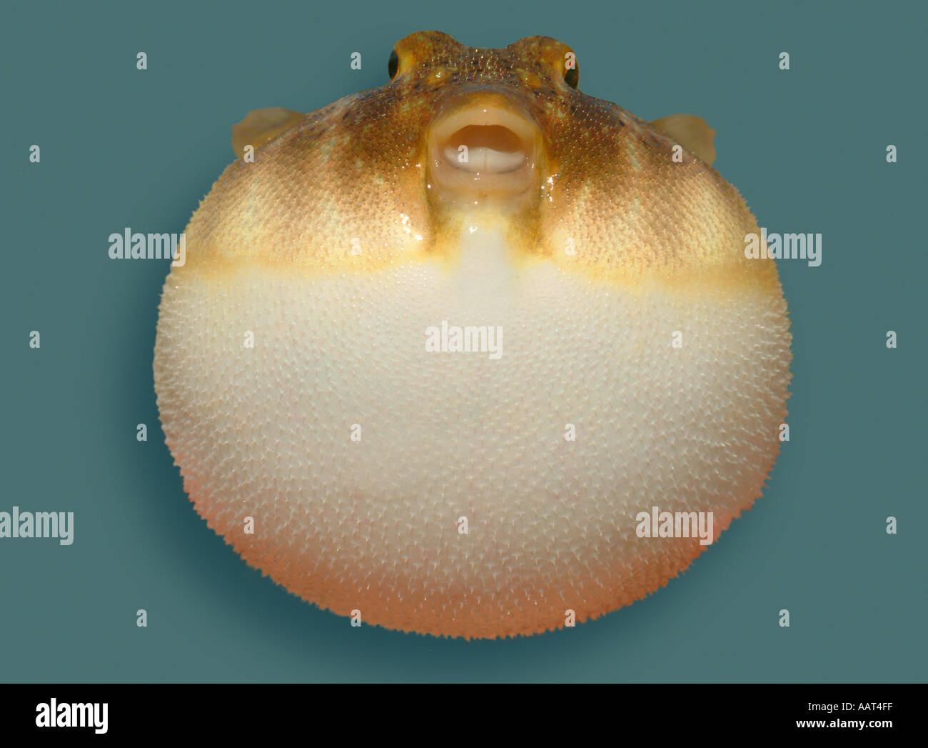 The blowfish hi-res stock photography and images - Alamy