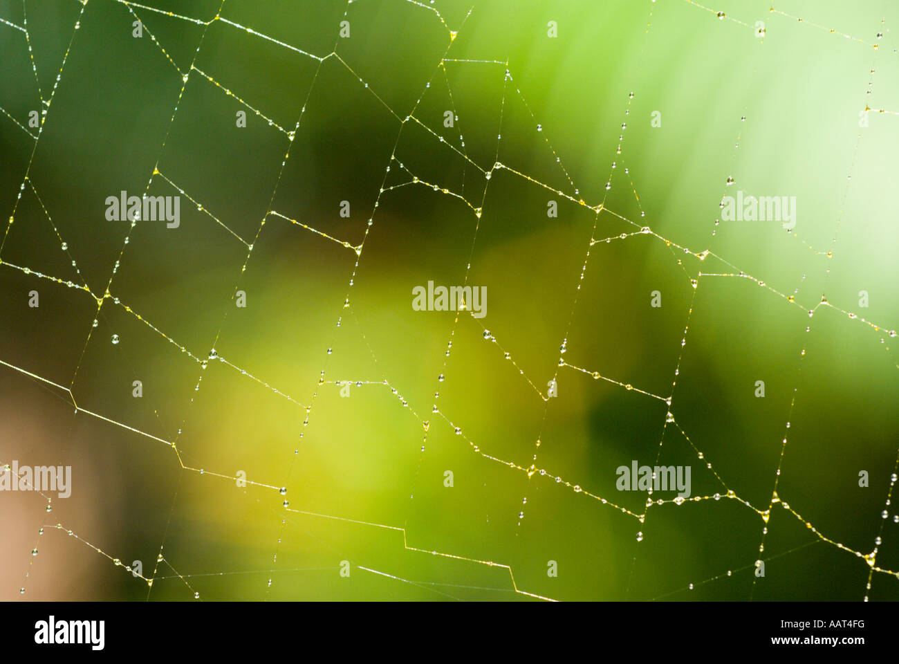 Australian golden orb web spider hi-res stock photography and images ...