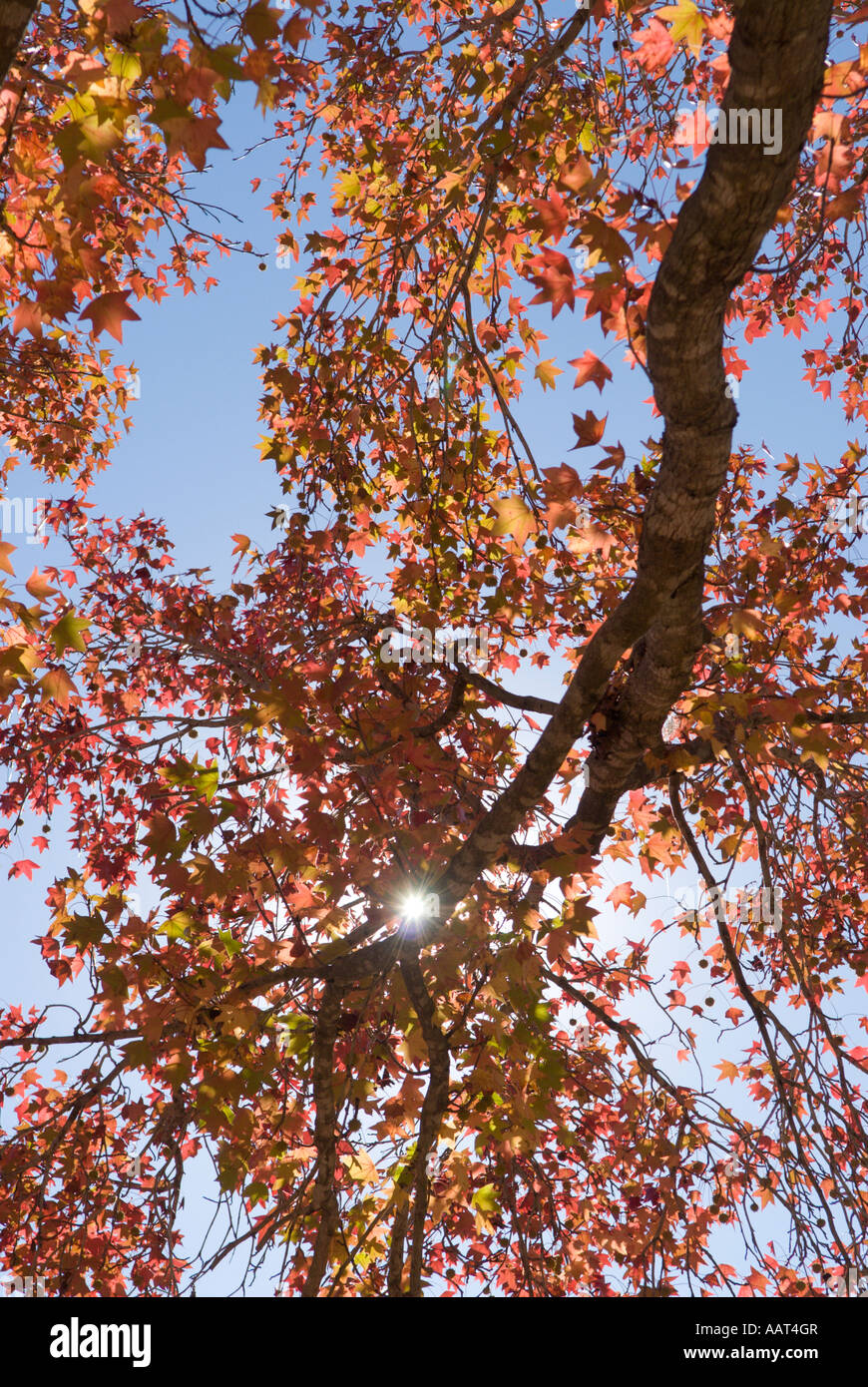 Fall color, Queensland, Australia Stock Photo - Alamy