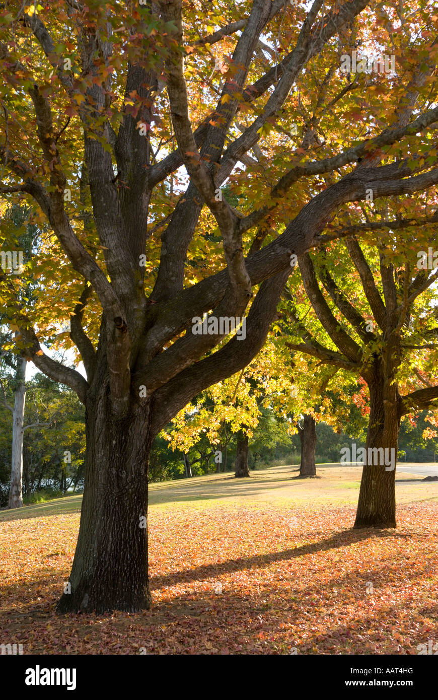Queensland greens hi-res stock photography and images - Alamy