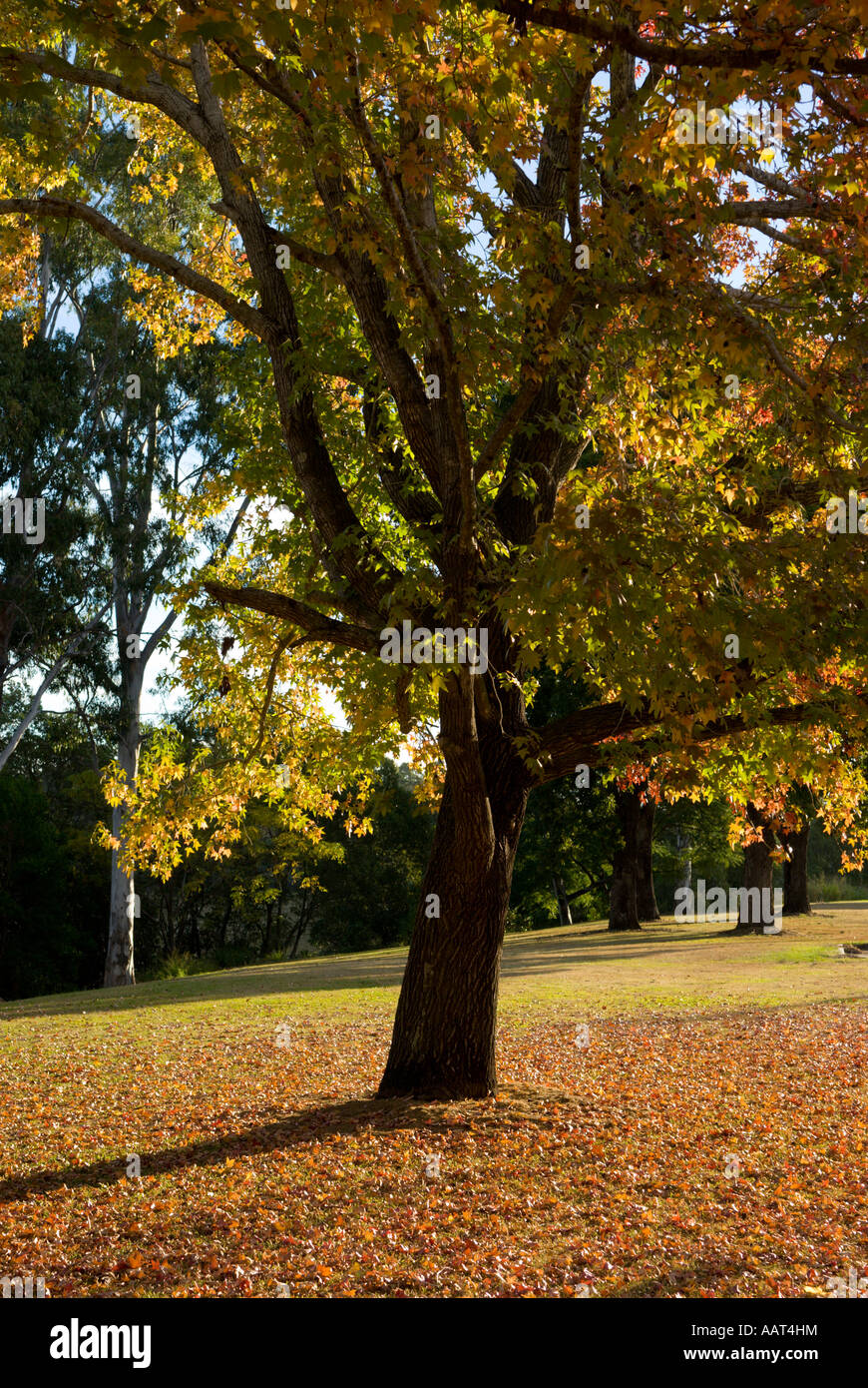Fall color, Queensland, Australia Stock Photo - Alamy