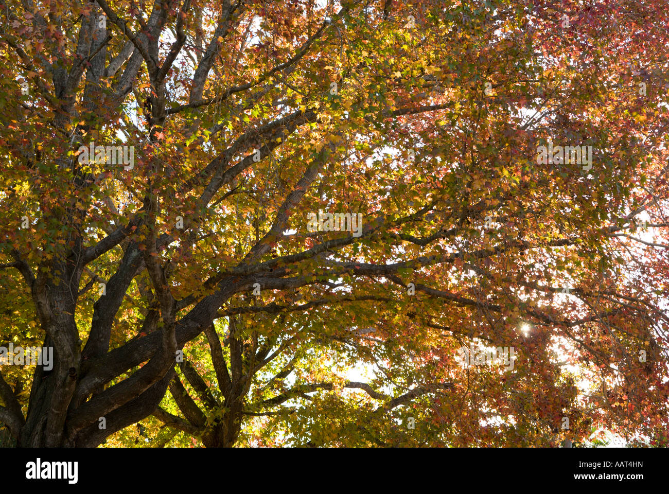 Fall color, Queensland, Australia Stock Photo - Alamy