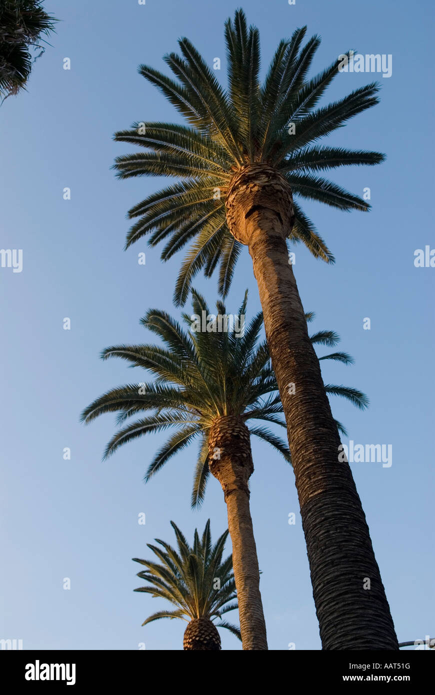 Iconic palm trees, Los Angeles, California Stock Photo - Alamy