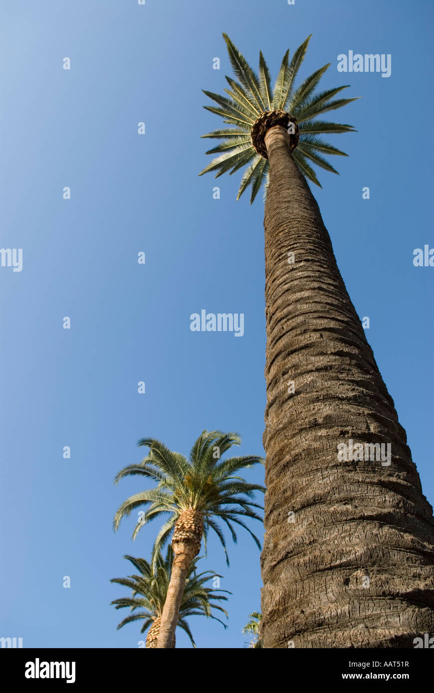 Iconic palm trees, Los Angeles, California Stock Photo - Alamy