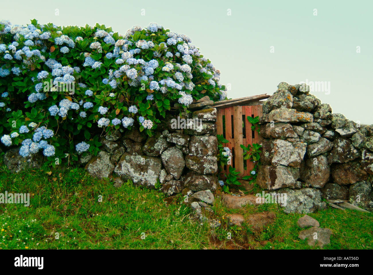 Azores hydrangea farm hi-res stock photography and images - Alamy