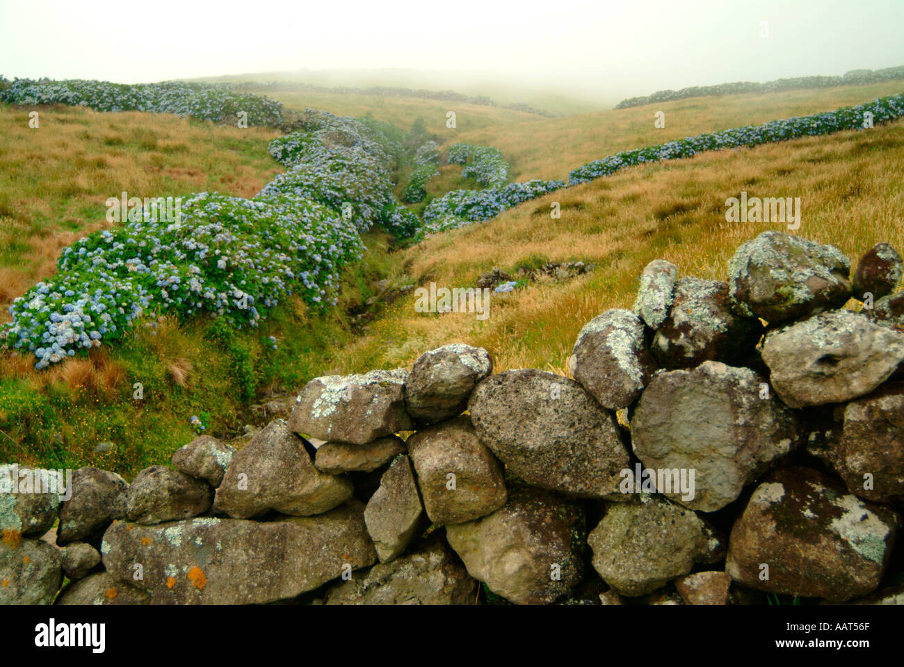 Stone wall and hydrangeas on an farm and pasture land in the Azores ...