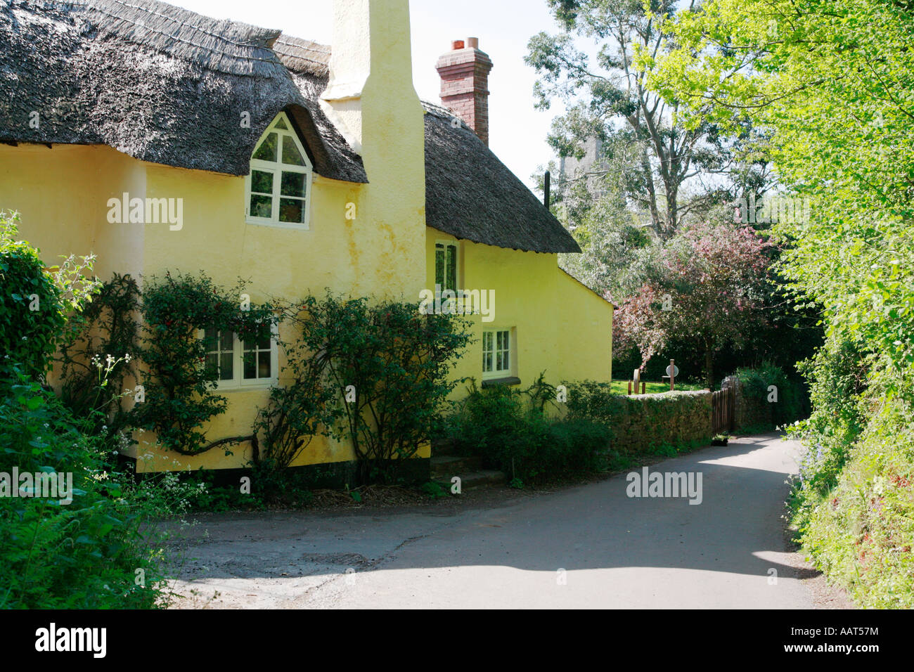 Yellow washed thatched cottage in the village of Luccombe Somerset ...