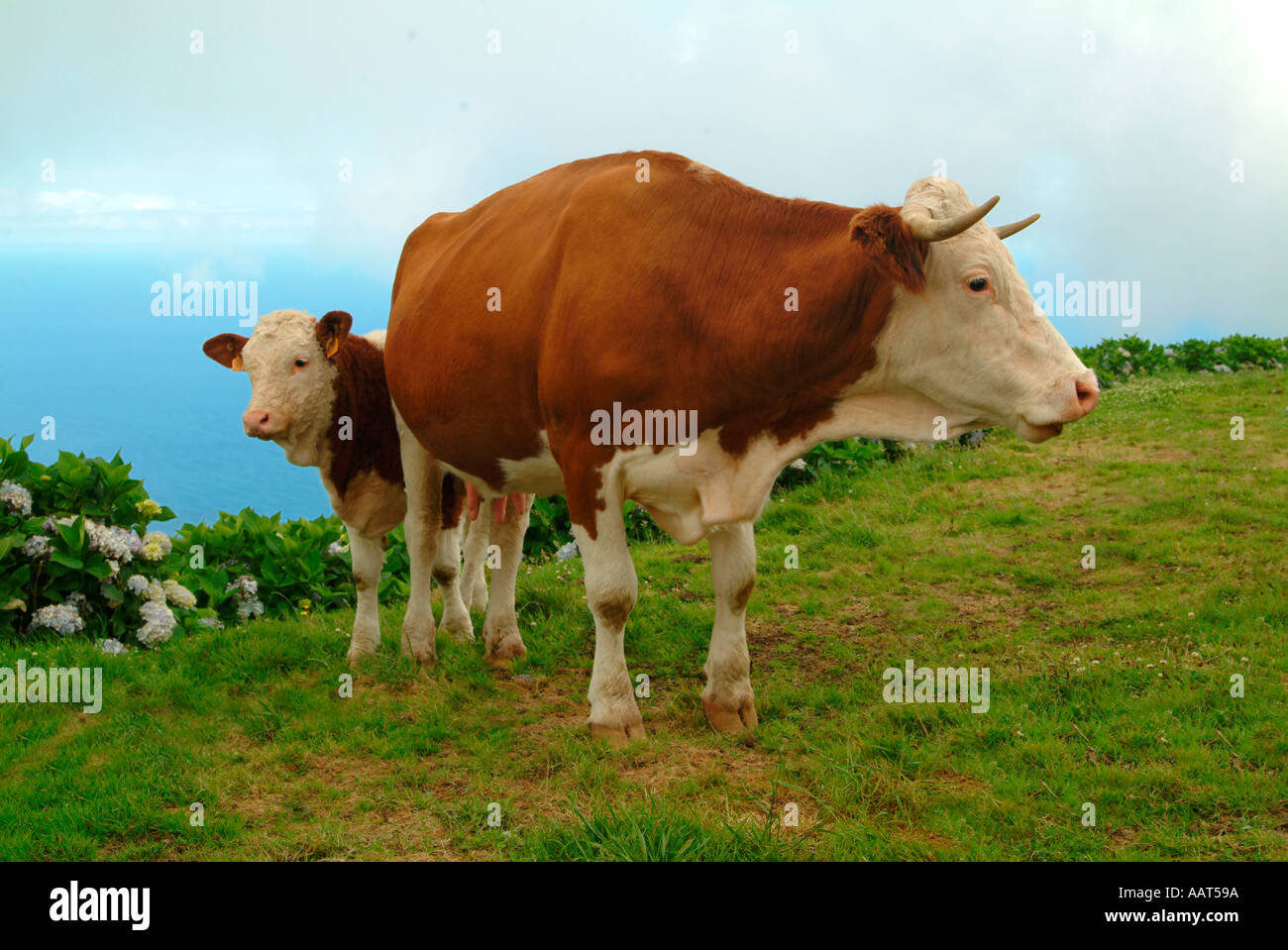 grazing cows on the island of Corvo in the islands of the Azores ...
