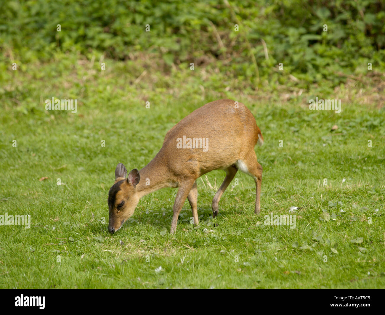East anglia wildlife hi-res stock photography and images - Alamy