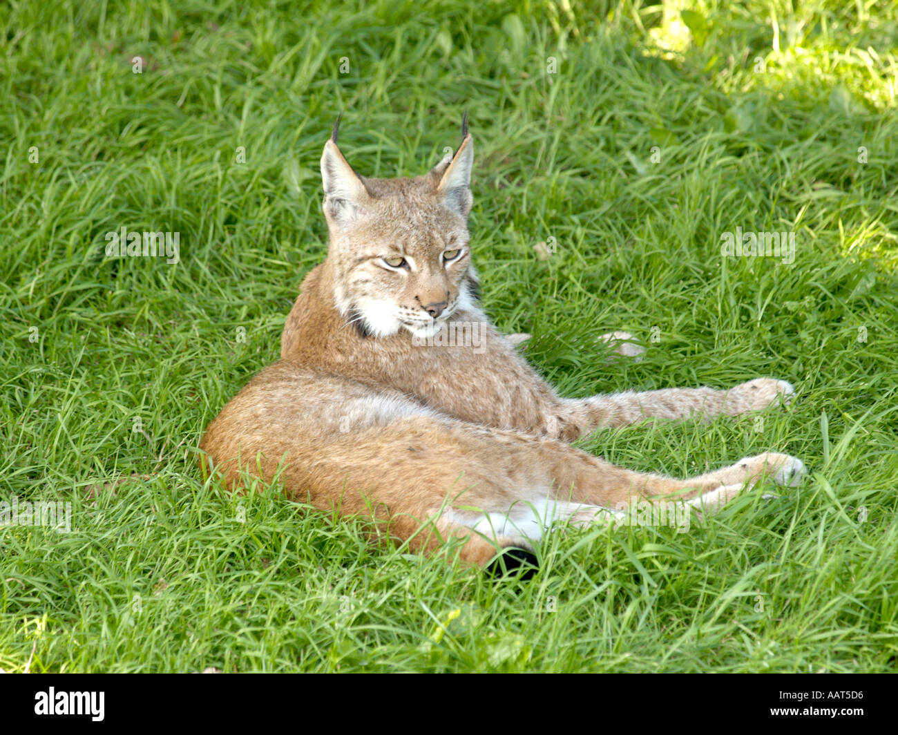 LYNX AT THE NORFOLK WILDLIFE CENTRE NORFOLK EAST ANGLIA ENGLAND UK ...