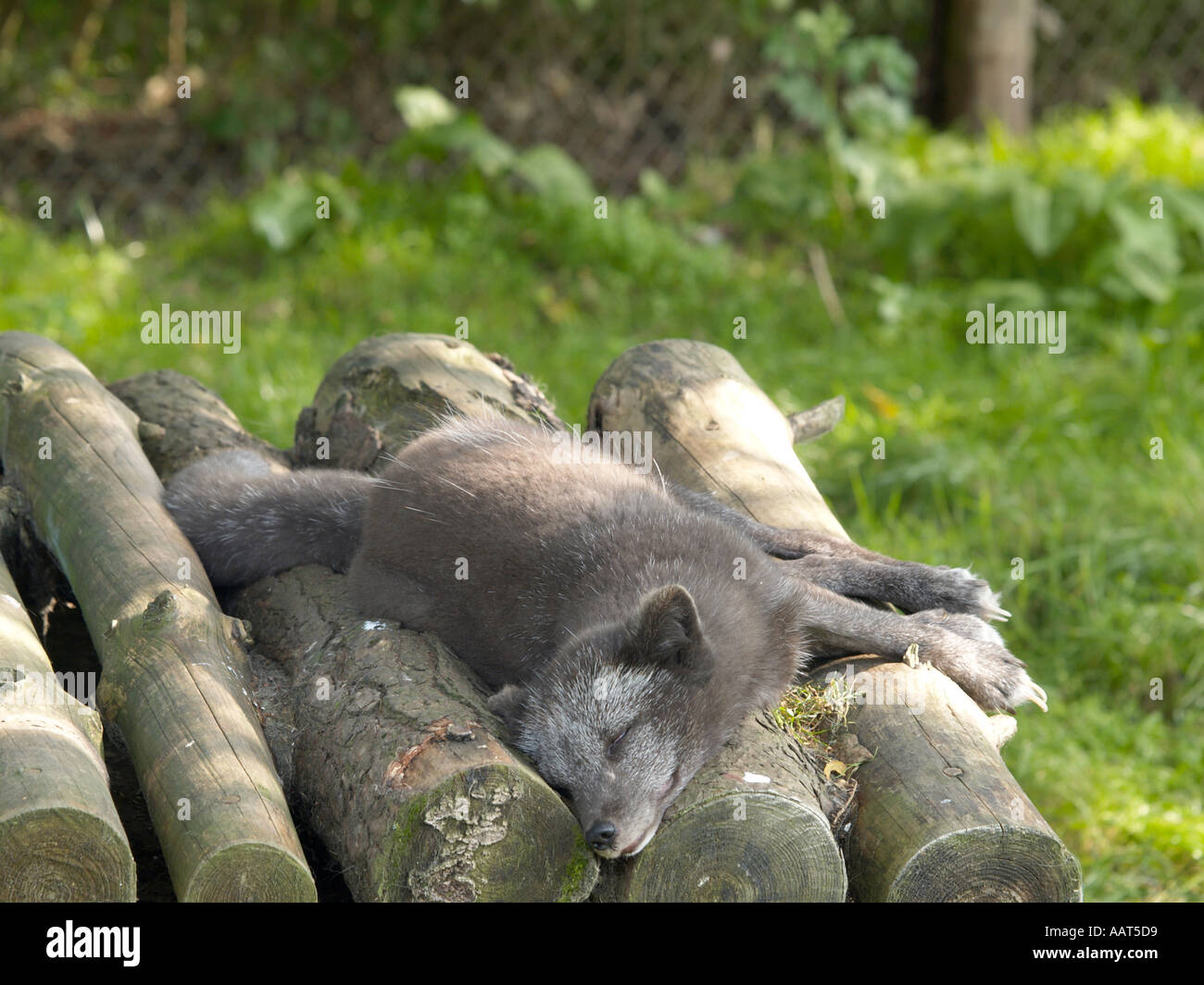 ARTIC FOX ASLEEP ON LOGS AT THE NORFOLK WILDLIFE CENTRE NORFOLK EAST ...
