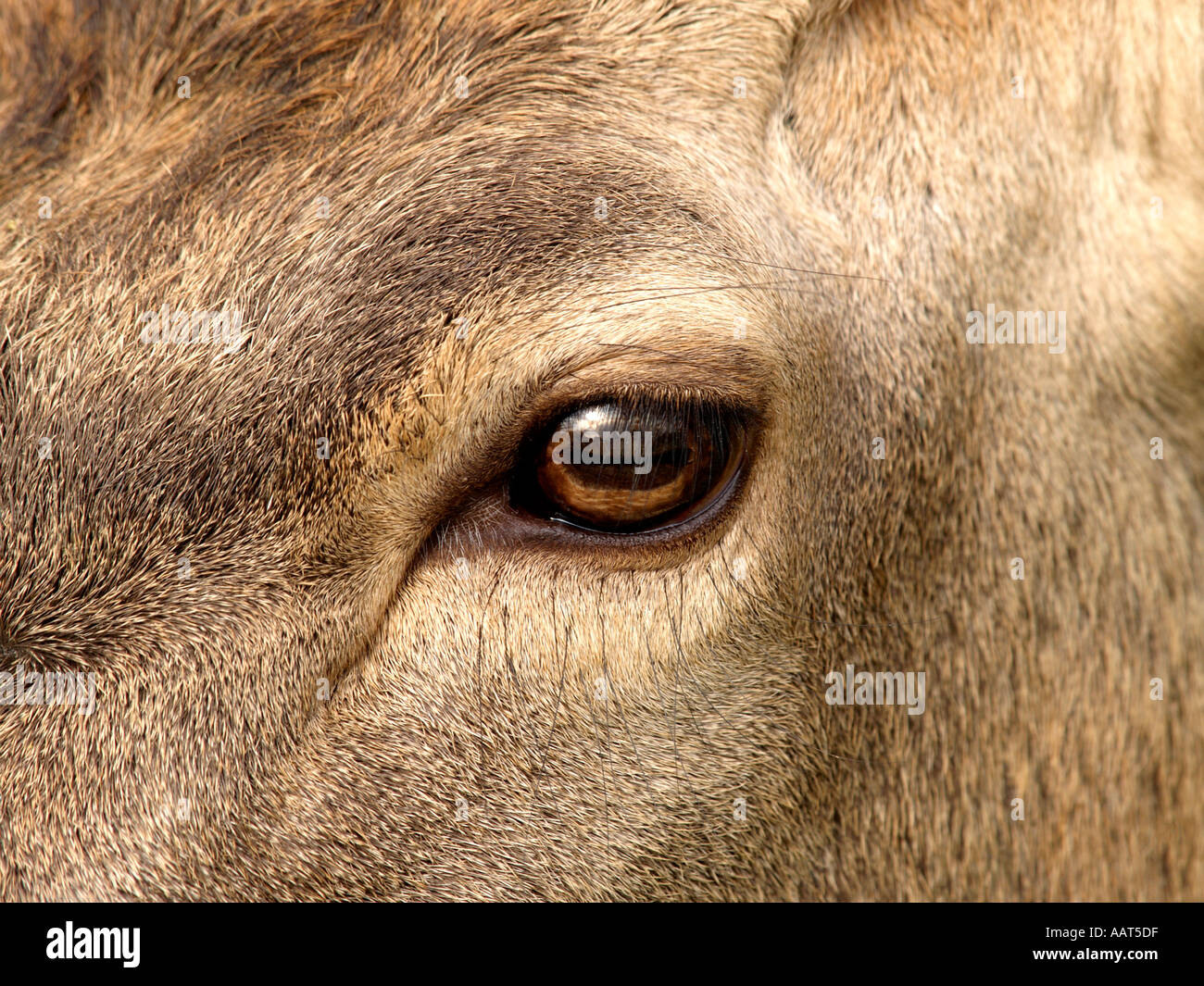 Deer eye hi-res stock photography and images - Alamy