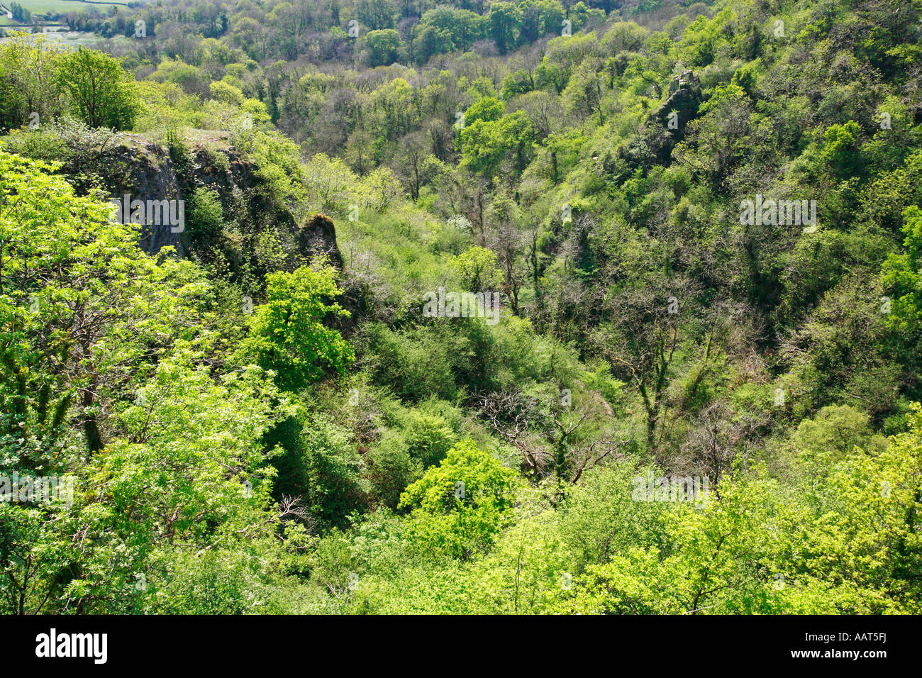Spring woods at Ebbor Gorge in Somerset England Stock Photo - Alamy