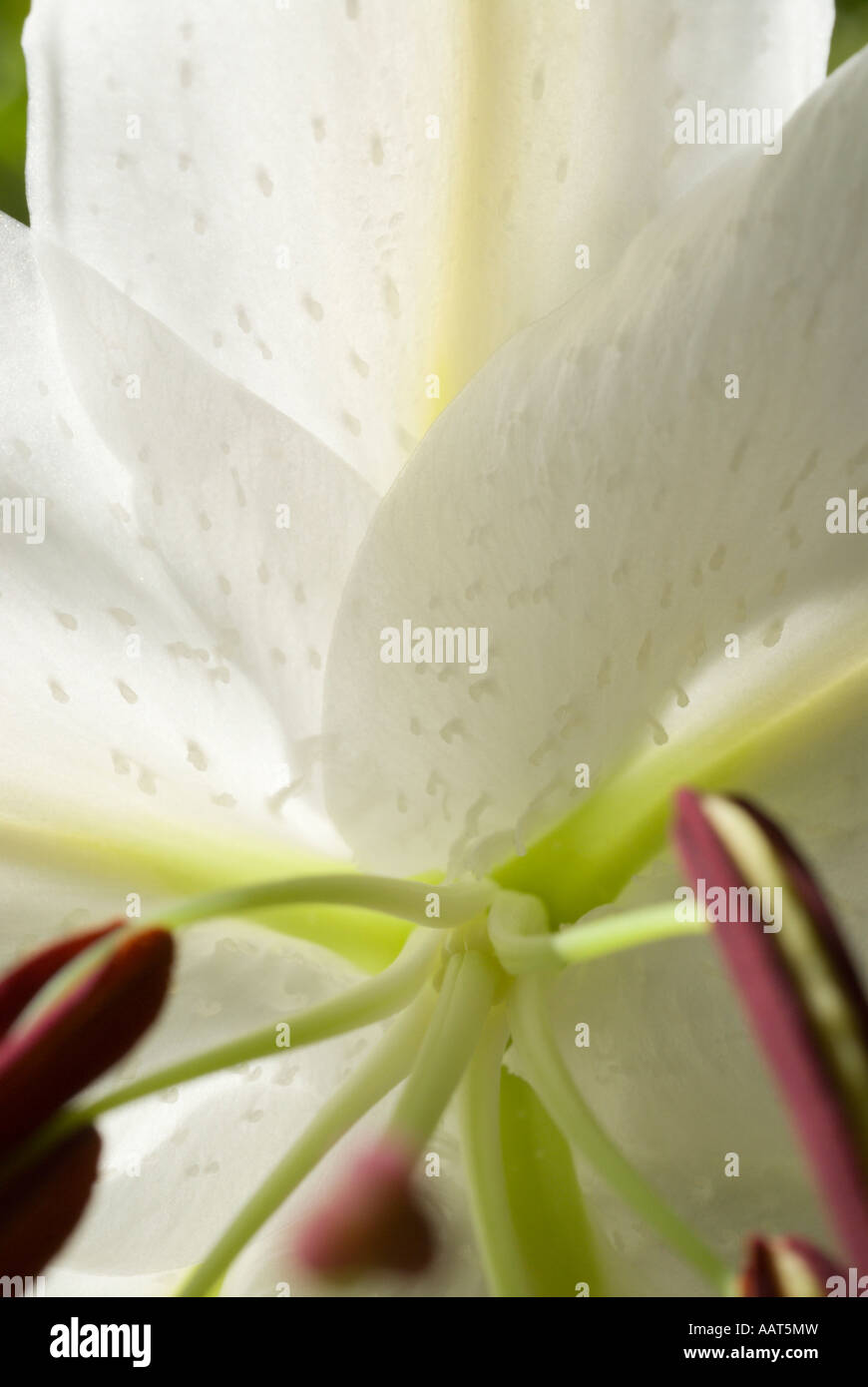 White Lily flower Stock Photo - Alamy