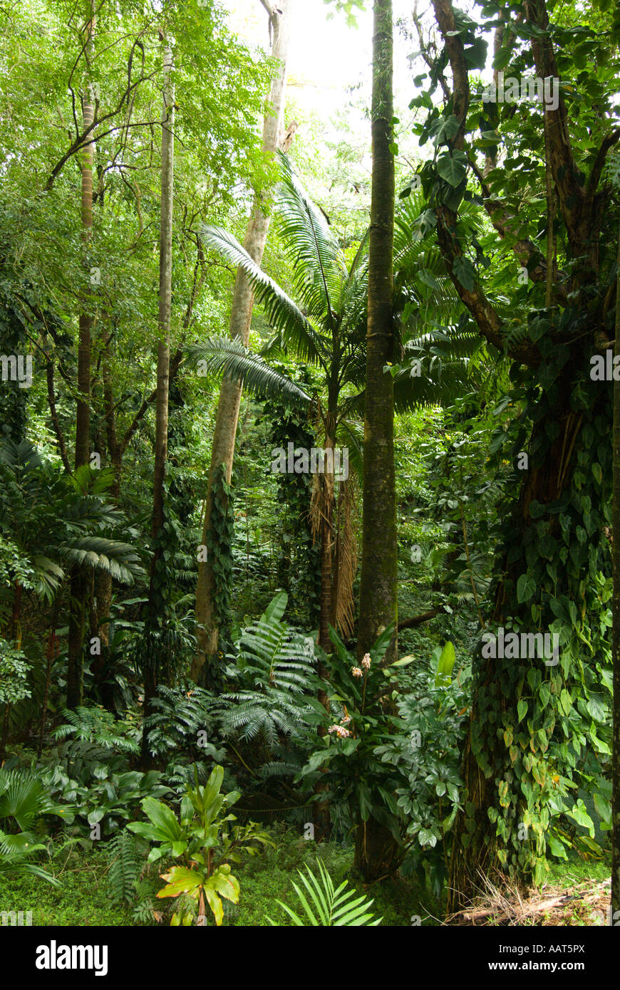 Rain forest, Lyon Aboretum, Oahu, Hawaii Stock Photo - Alamy