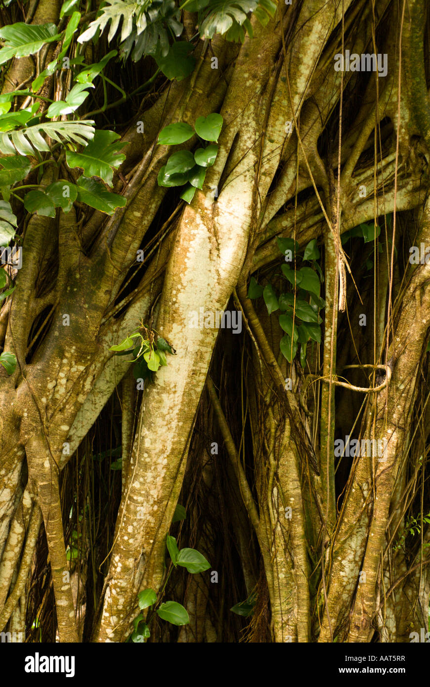 Gnarled roots Lyon Aboretum Oahu Hawaii Stock Photo - Alamy