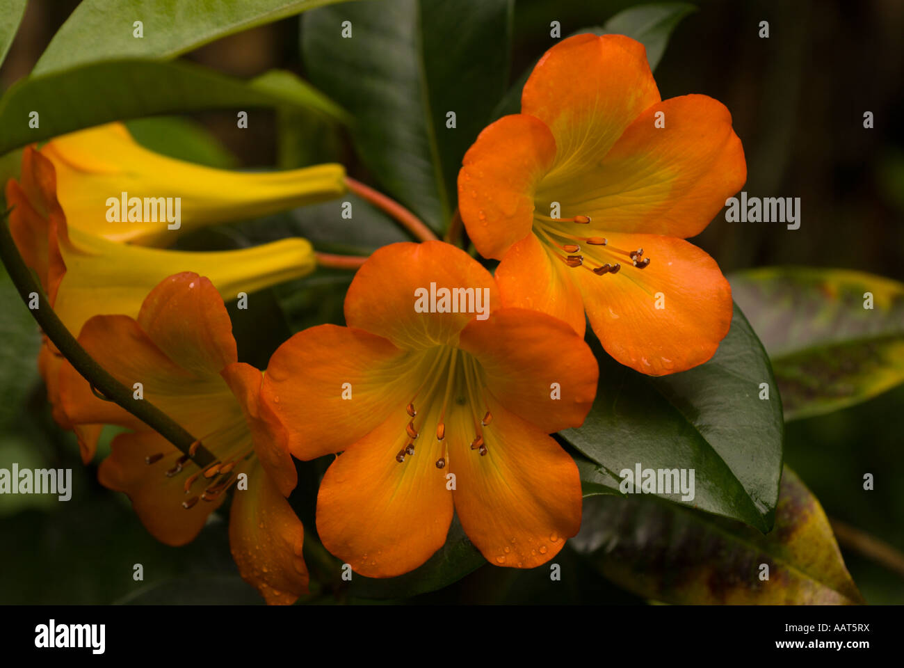 Orange flowers Lyon Aboretum Oahu Hawaii Stock Photo - Alamy