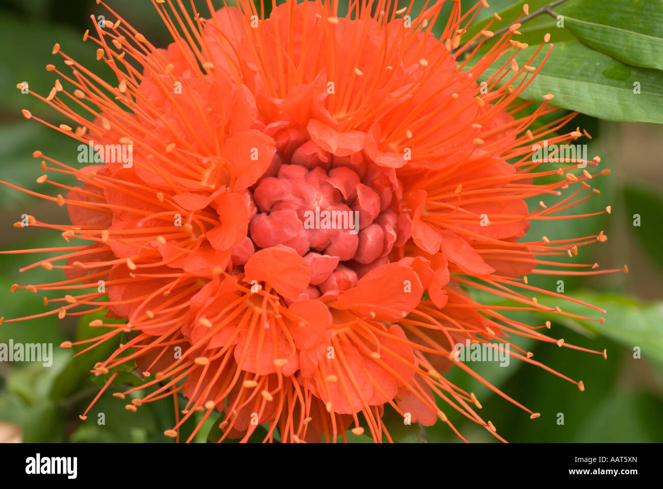 Panama Flame flower Brownea macrophylla Hoomaluhia Botanical Garden ...