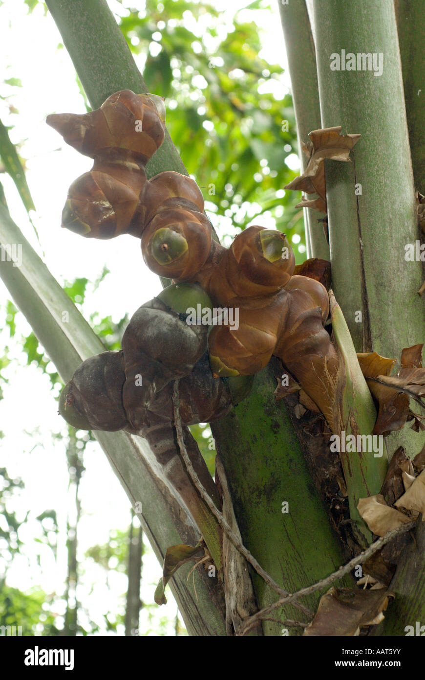 Double Coconut Palm or Coco de Mer Lodoicea maldivica Foster Botanical ...