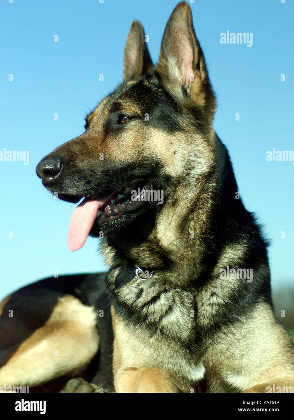 SHADOW THE BIG GUY Stock Photo - Alamy