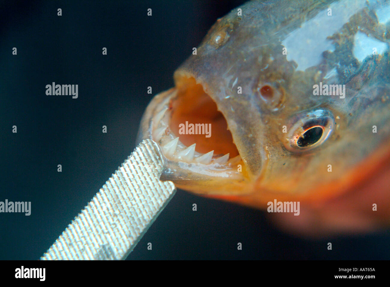 Pirahna hi-res stock photography and images - Alamy