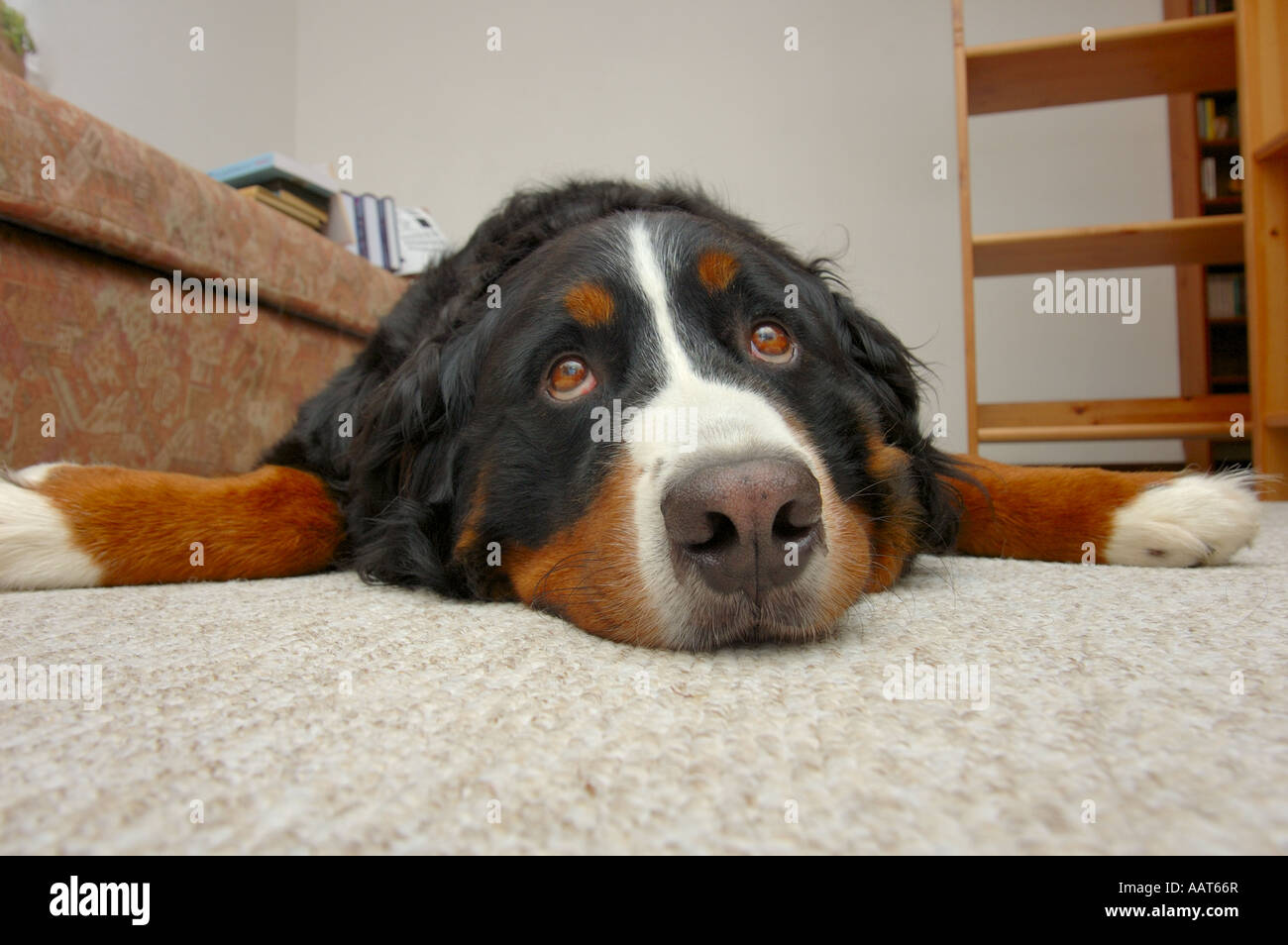 Don t Leave Me Behind Stock Photo Alamy don-t-leave-me-behind-stock-photo-alamy
