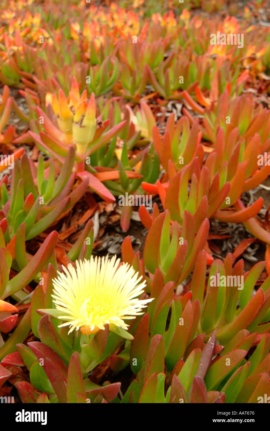 flowering ice plants Stock Photo - Alamy