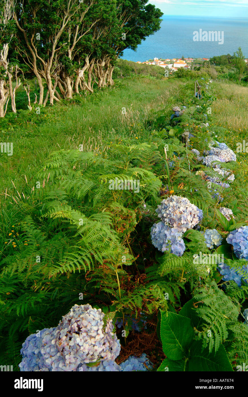 Hydrangeas in a field above the town of Lages on the island of Flores ...