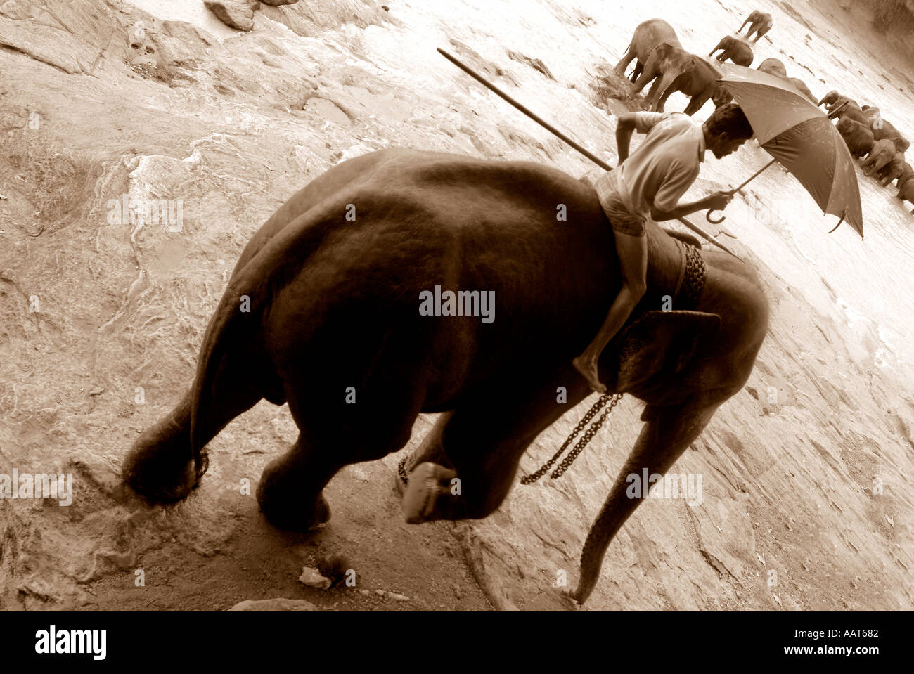 SRI LANKAN ELELPHANT WITH MAHOOT Stock Photo - Alamy