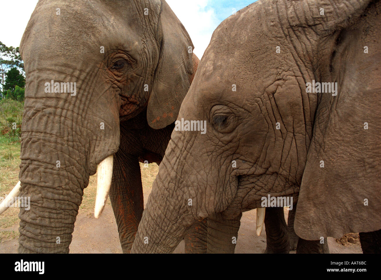Large community of elephants hi-res stock photography and images - Alamy