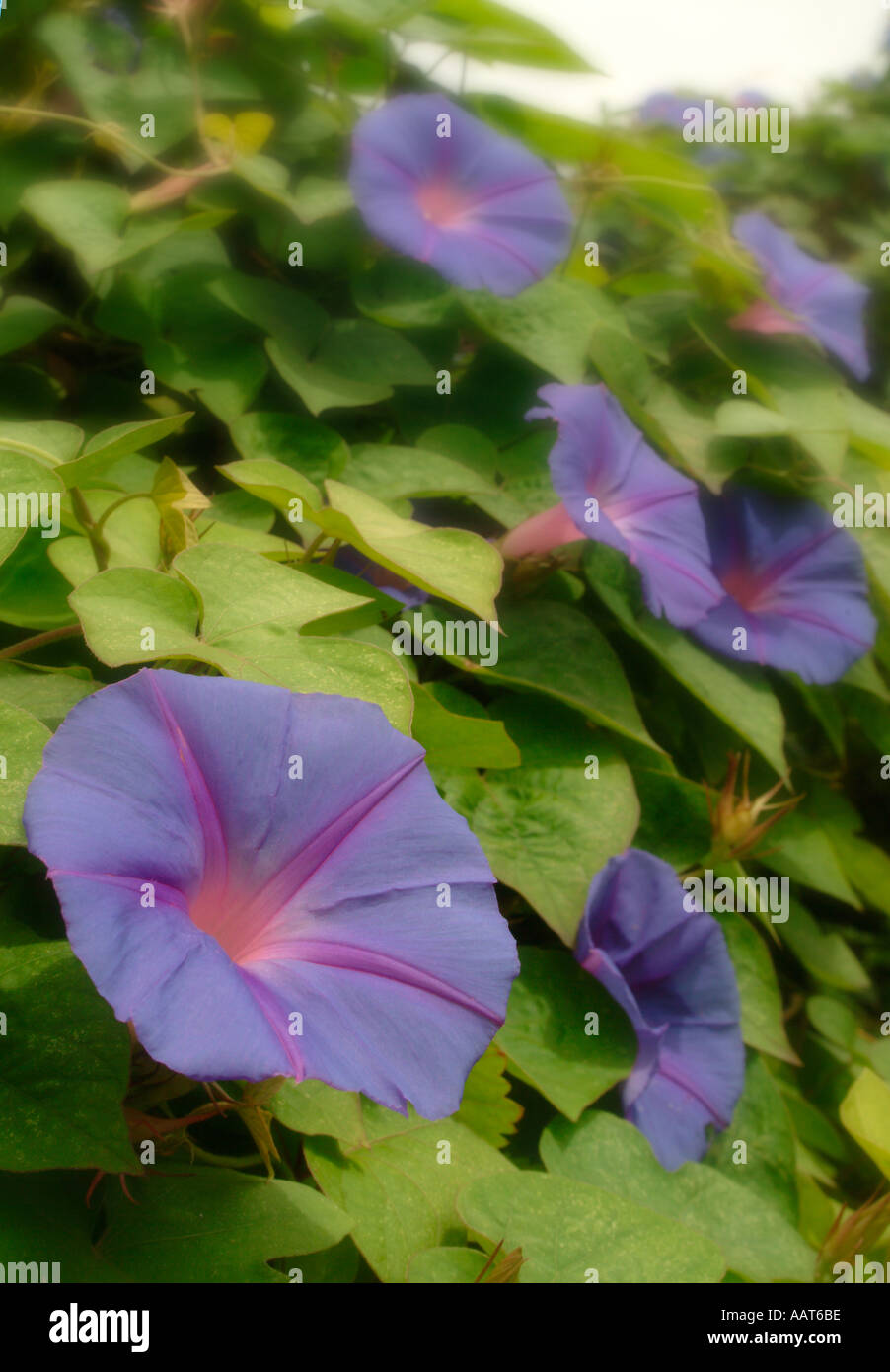 Morning glory blooms hi-res stock photography and images - Alamy