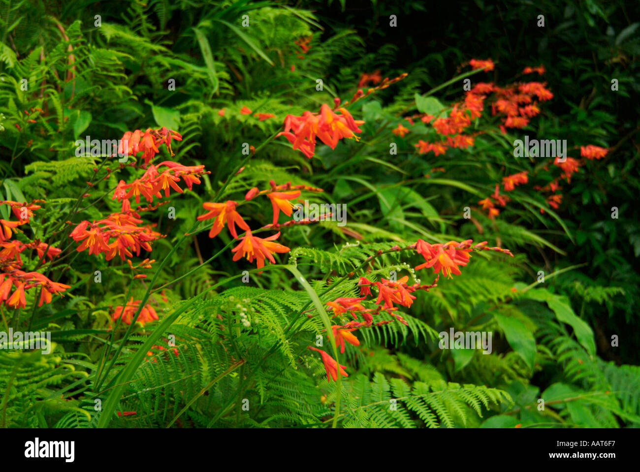 red wildflowers in the Azores Stock Photo - Alamy