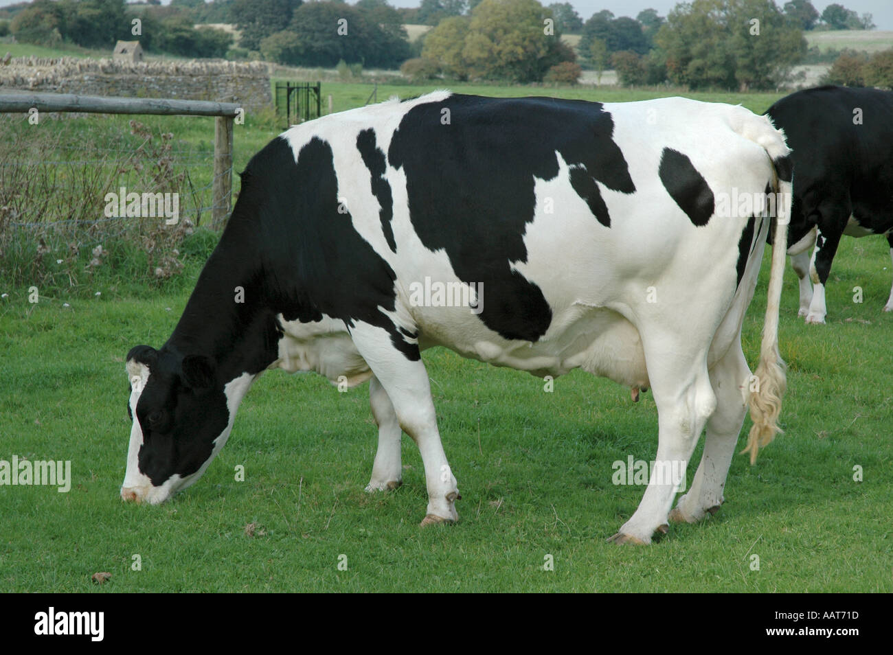Friesian cow sun hi-res stock photography and images - Alamy