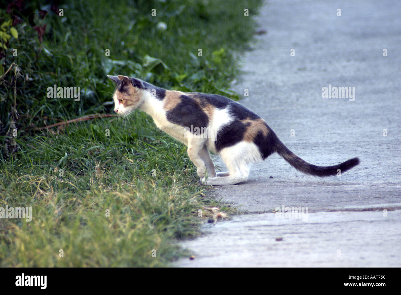 Preying cat hi-res stock photography and images - Alamy