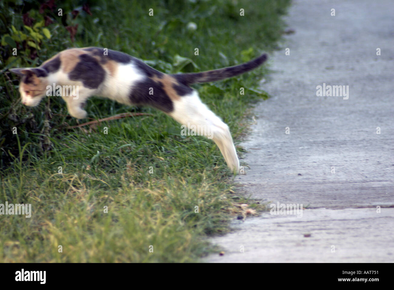 Preying cat hi-res stock photography and images - Alamy