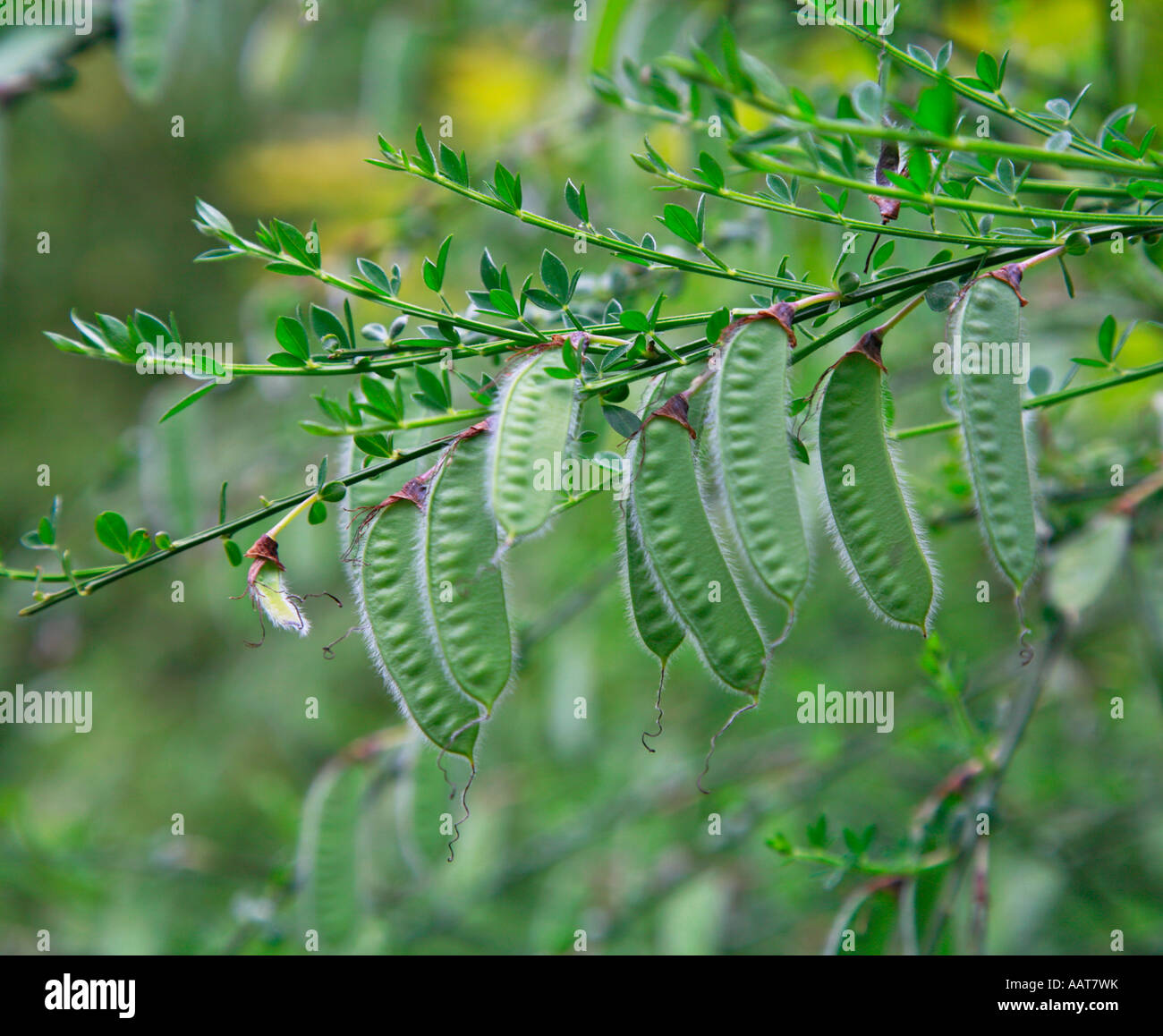 Broom Sarothamnus scoparius showing newly formed hairy seed pods Stock ...