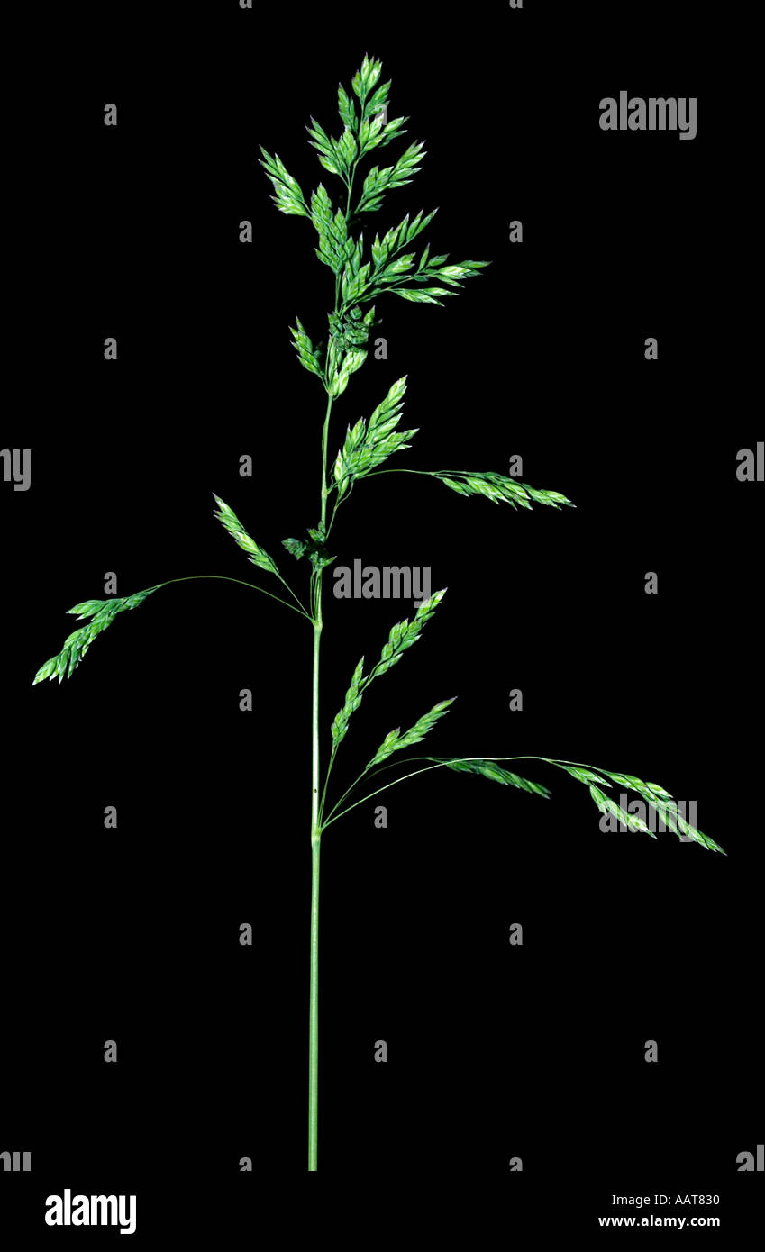 Kentucky bluegrass lawn hi-res stock photography and images - Alamy