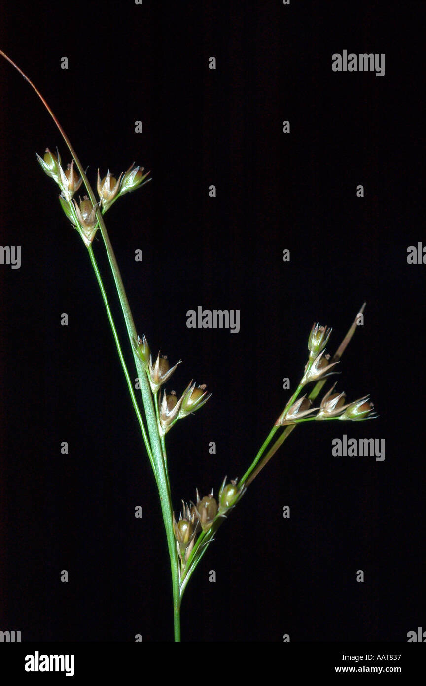 Juncaceae family hi-res stock photography and images - Alamy