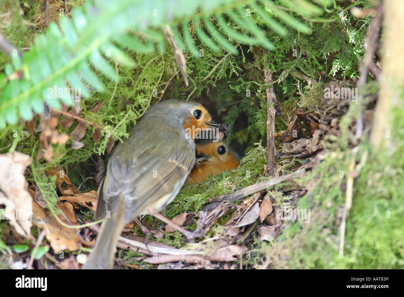 ROBIN ERITHACUS RUBECULA PAIR AT NEST MALE FEEDING FEMALE Stock Photo ...
