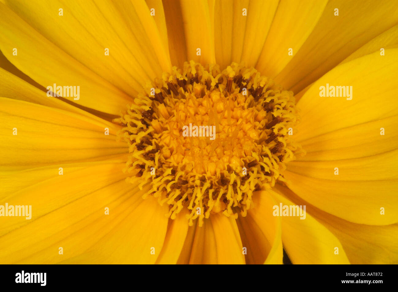 composite flower closeup Stock Photo - Alamy