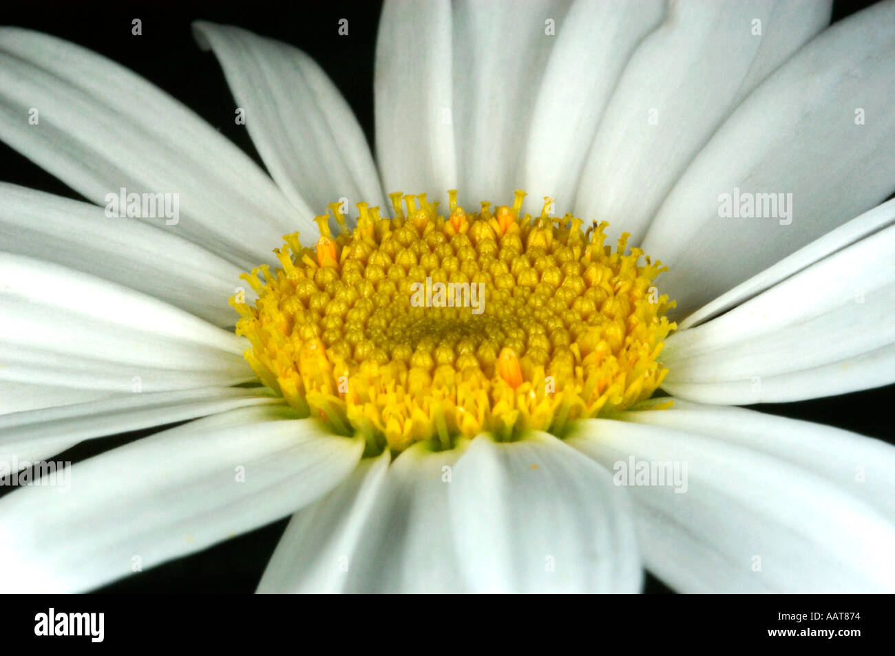 Fibonacci daisy hi-res stock photography and images - Alamy
