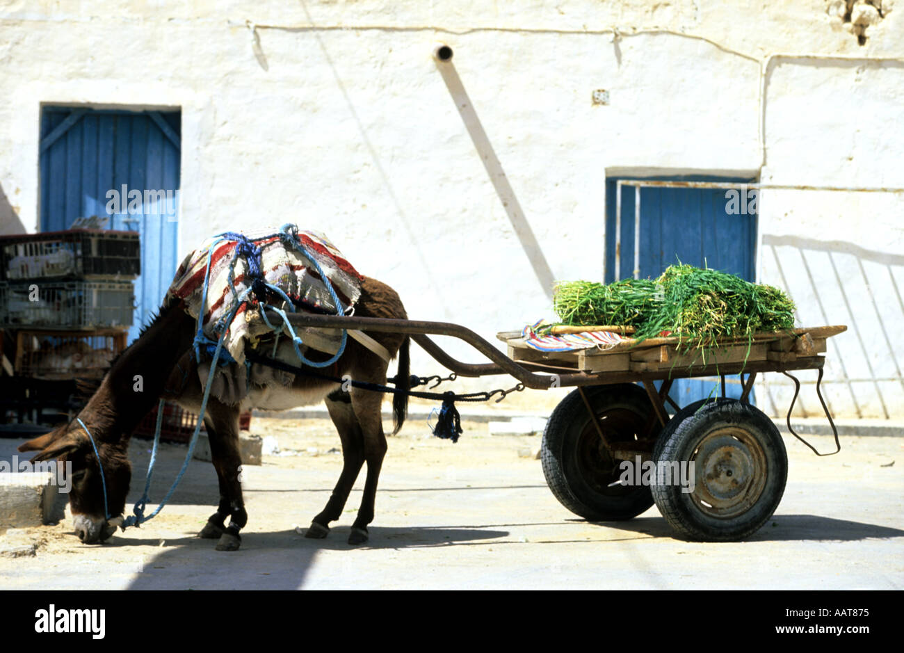 Middle east donkey cart hi-res stock photography and images - Alamy
