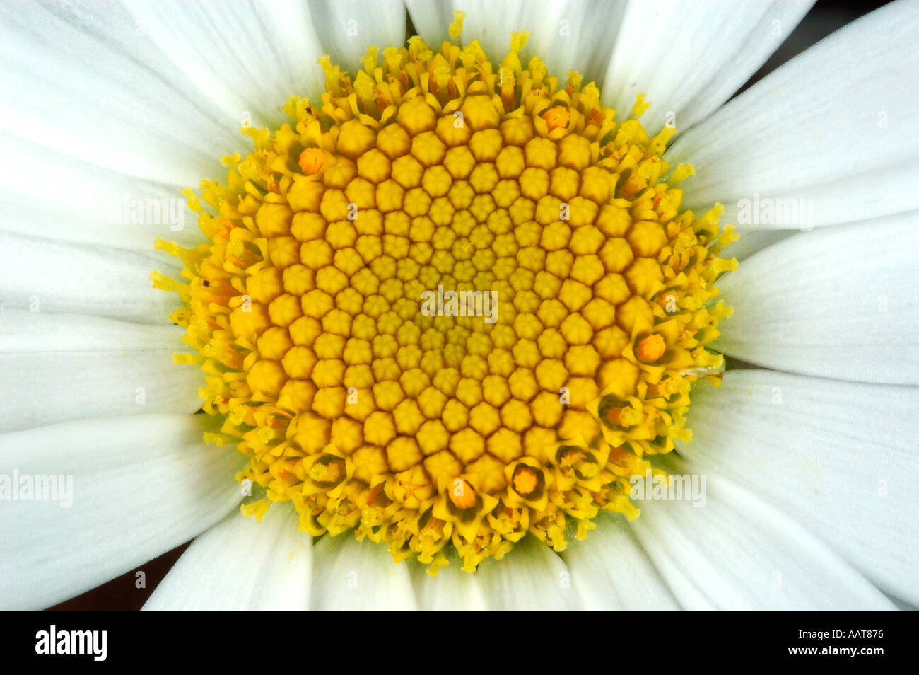 Fibonacci daisy hi-res stock photography and images - Alamy