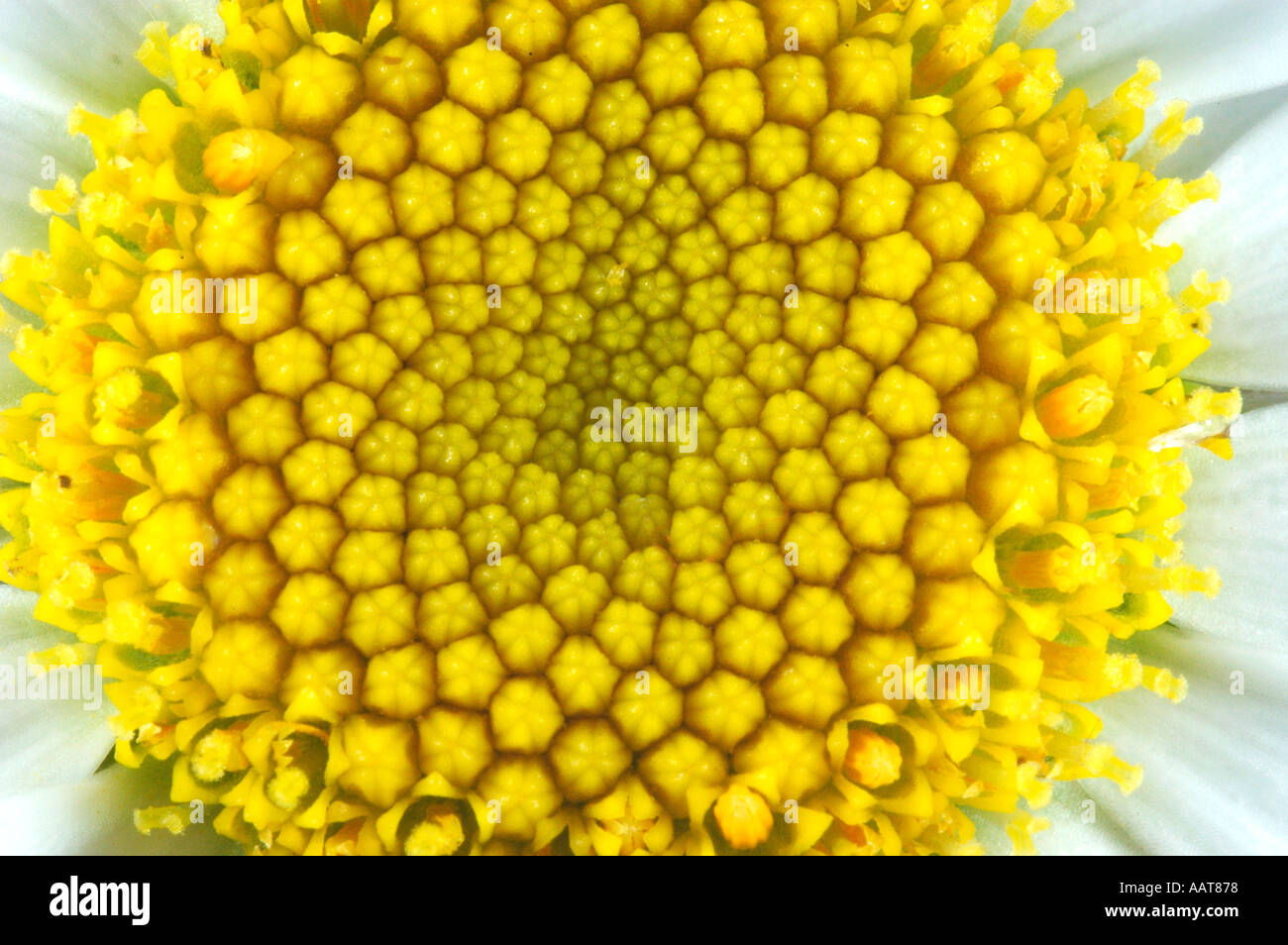 Fibonacci daisy hi-res stock photography and images - Alamy